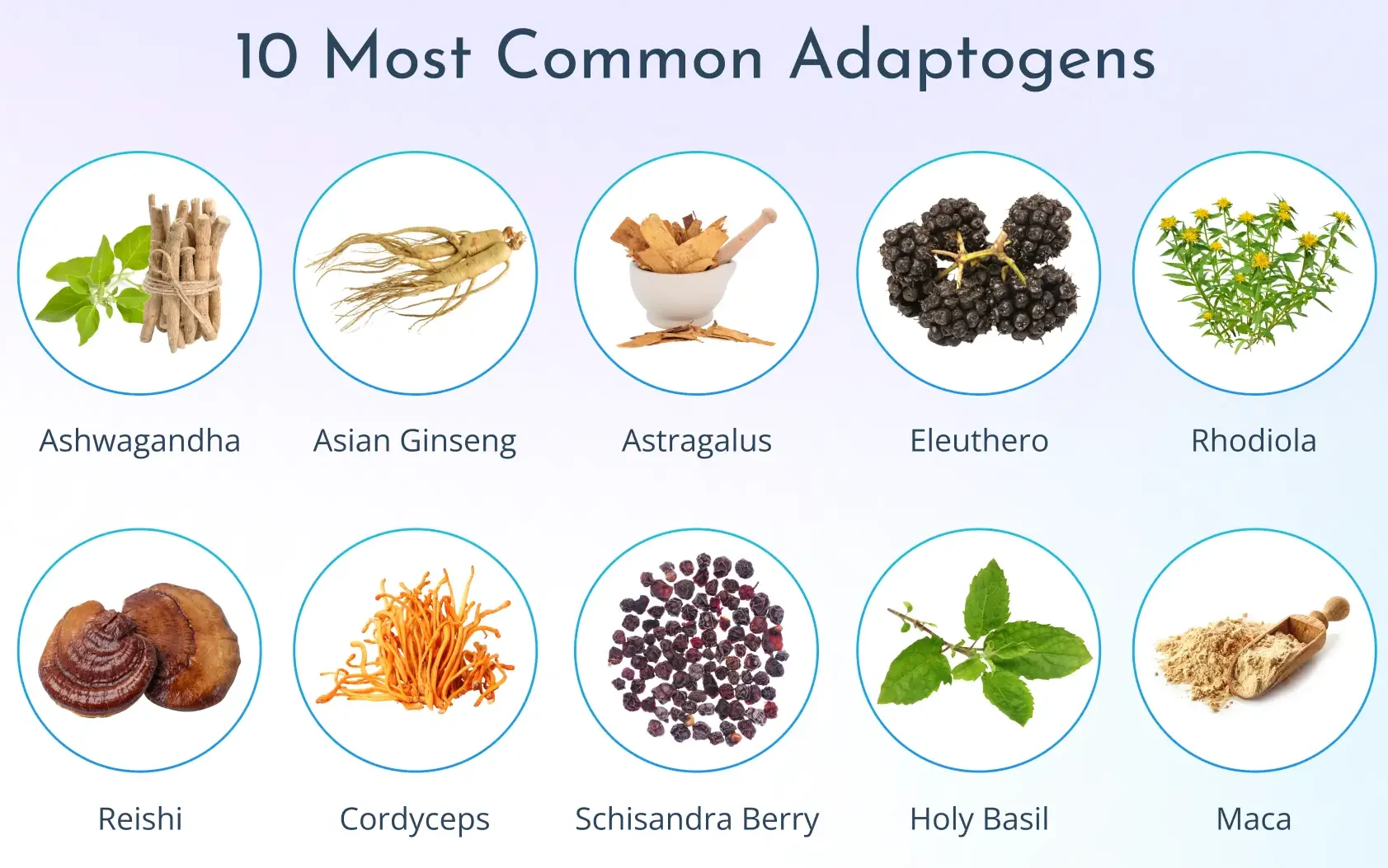 Adaptogens in Ayurveda: Why They're Popular for Stress Relief